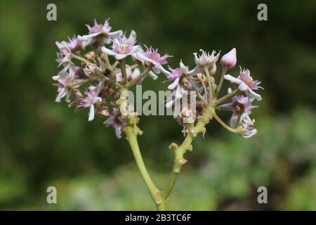 Cynanchum acutum - Wild plant shot in summer Stock Photo - Alamy