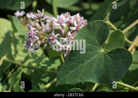 Cynanchum acutum - Wild plant shot in summer Stock Photo - Alamy