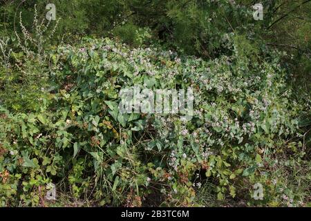 Cynanchum acutum - Wild plant shot in summer Stock Photo - Alamy