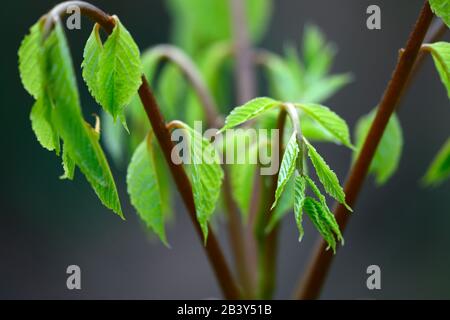 Meliosma veitchiorum,new leaves,new foliage,spring growth,tree,trees,RM ...
