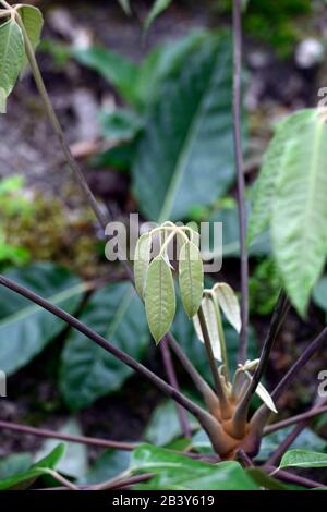 Schefflera rhododendrifolia,new growth,leaves,foliage,scheffleras,wood ...