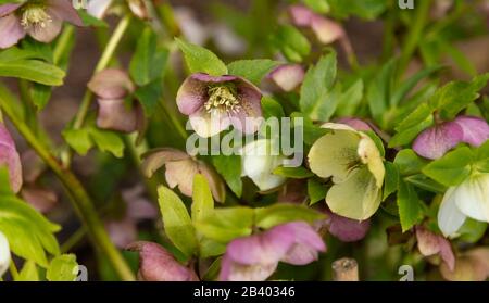 Eastern hellebore or Lenten rose, Helleborus orientalis. Handcoloured ...