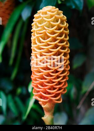 red and yellow Beehive ginger (Zingiber spectabile) flowers and stems ...