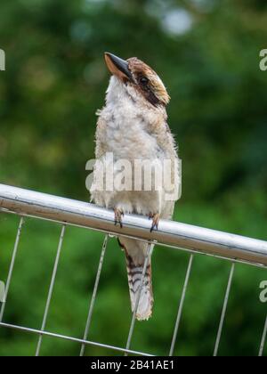 A puffed up fluffy feathered Kookaburra sitting on a railing taking a ...