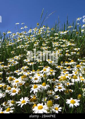 Echte Kamille, Matricaria chamomilla Stock Photo - Alamy