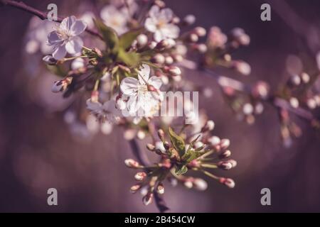 Defocus fresh spring branches of cherry tree with flowers, natural ...