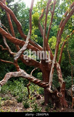 Stringy Bark Tree, Australian Native found in the bush throughout ...