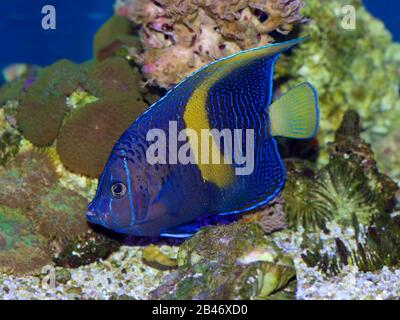 A juvenile Maculosus Angelfish, Pomacanthus maculosus, also known as ...