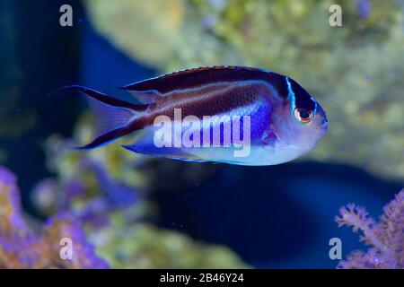 Bellus Angelfish, Genicanthus bellus, female coloring Stock Photo - Alamy