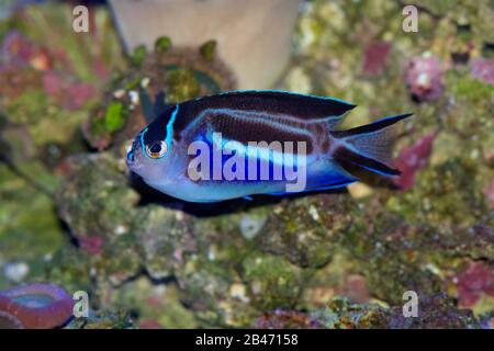 Bellus Angelfish, Genicanthus bellus, female coloring Stock Photo - Alamy