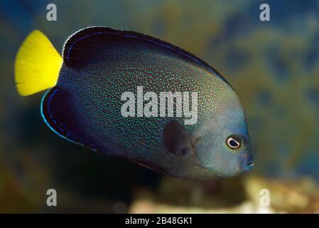 Yellowtail Poma Angelfish, Chaetodontoplus caeruleopunctatus, also ...