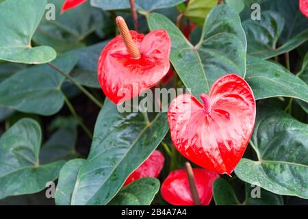 Anthurium Bugatti Royale in the Princess of Wales Conservatory, Royal ...