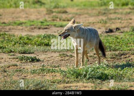 African Golden Wolf (Canis anthus bea) adult, feeding on carcass Stock ...