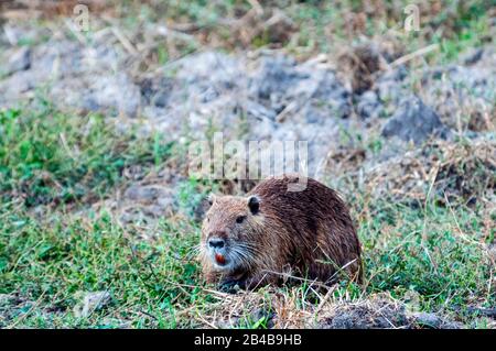 Nutria, beaver, Myocastor coypus, marsh beavers, tail beavers, tail rat ...
