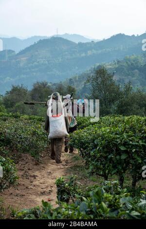 The tea plantation in Laos Stock Photo - Alamy