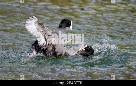 Male coots fighting over breeding territory Stock Photo - Alamy