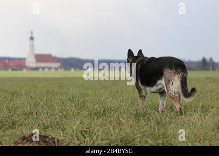 German Shepherd Back View Stock Photo - Alamy