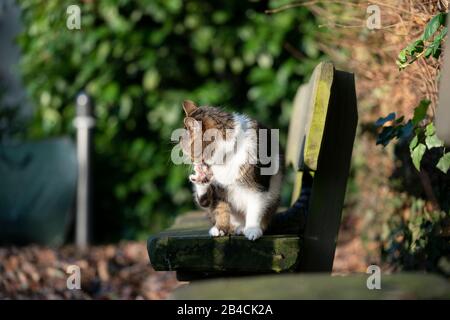 Cat Paw in Sunlight Stock Photo - Alamy