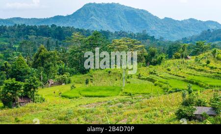 Rice tarraces and some huts between. Sidemen, Bali, Indonesia Stock ...