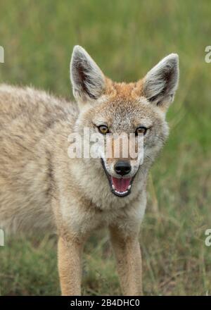 African Golden Wolf (Canis anthus bea) adult, feeding on carcass, Shaba ...