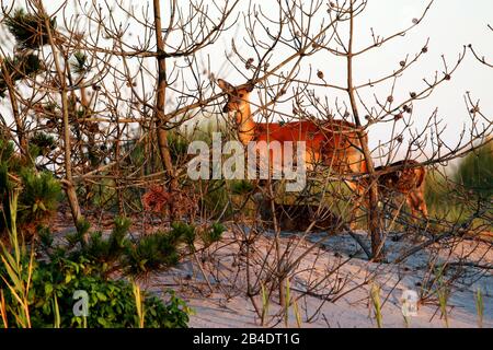Deer behind the trees Stock Photo - Alamy