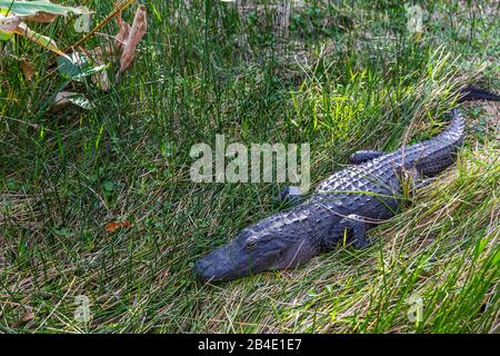 Alligatoren (Alligator mississippiensis), Sumpfgebiet, Safari Park ...