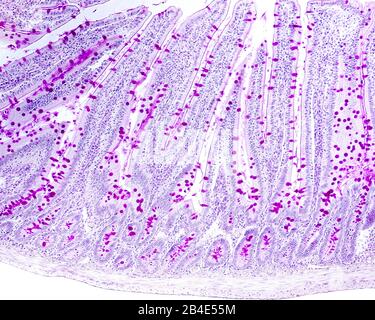 Small intestine, light micrograph Stock Photo - Alamy