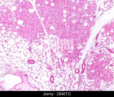 Brown Adipocyte fat cell microscopic diagram with mitochondria nucleus ...