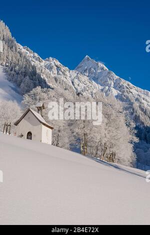 Sycamore maple, Allgäu Alps, near Oberstdorf, Allgäu, Bavaria, Germany ...