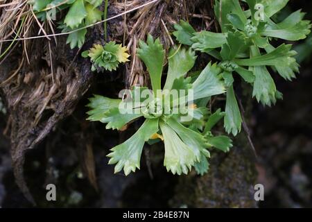 Primula minima - Wild plant shot in summer Stock Photo - Alamy