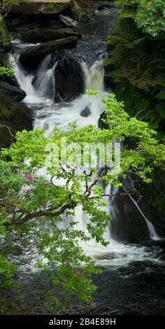 Great Britain, Wales, Cambrian Mountains, Mynach Falls waterfall at ...
