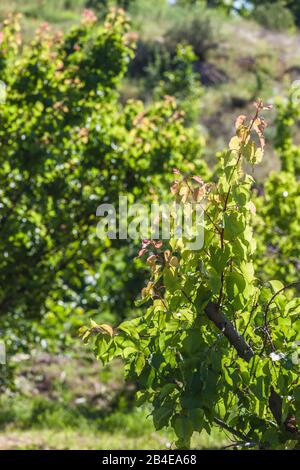 Armenia, Areni. Vineyard Stock Photo - Alamy