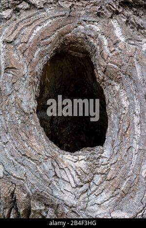 Large knothole in a tree trunk Stock Photo - Alamy