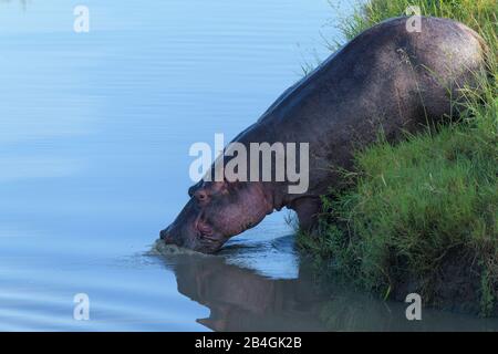 Hippopotamus, Hippopatamus amphibius, in water, Masai Mara National ...