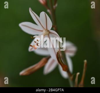 Fistulous asphodel (Asphodelus fistulosus) with nice white flowers on ...
