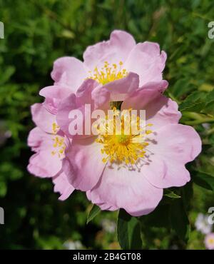 Flowering dog roses Stock Photo - Alamy