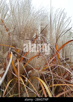 Ornamental grasses in autumn Stock Photo - Alamy