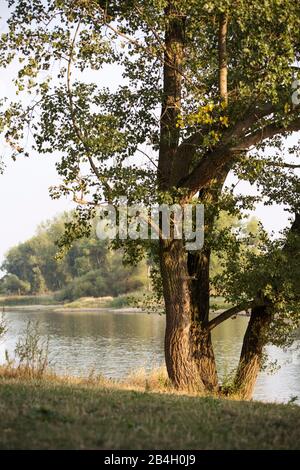 Deciduous tree on the riverbank in the evening mood Stock Photo - Alamy