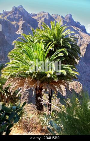 Masca area in Tenerife - Canary Island Stock Photo - Alamy