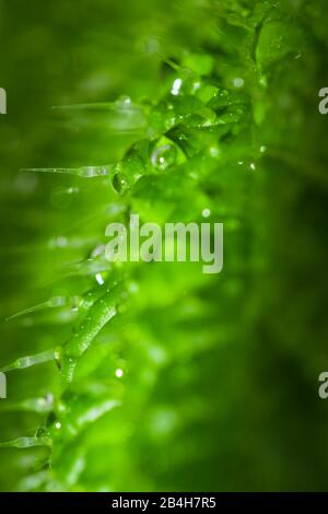 Extreme close up of of stinging nettle stem(Urtica dioica) showing the ...