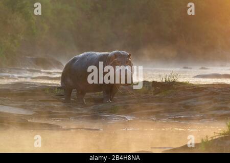 Hippo at sunrise on Olare Orok river, Masai Mara National Reserve ...