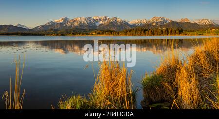 Sunrise, Hopfensee, near Füssen, Ostallgäu, Allgäu, Upper Swabia ...