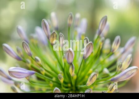 Allium Millenium buds in violet Stock Photo - Alamy