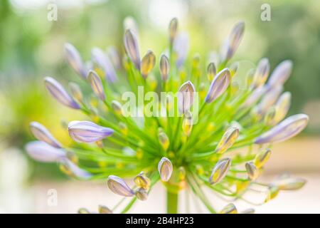 Allium Millenium buds in violet Stock Photo - Alamy