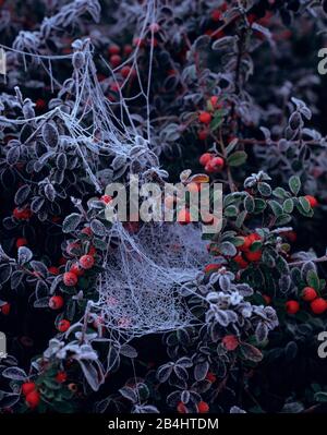 An upright Cotoneaster Stock Photo - Alamy