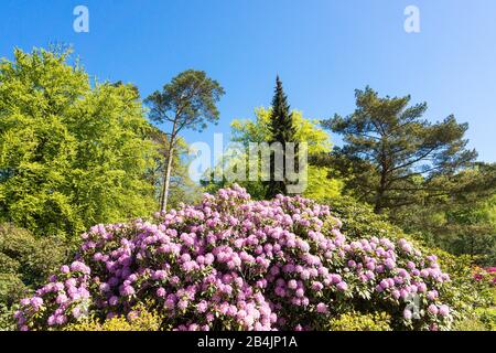 Blhende Strucher Sommer