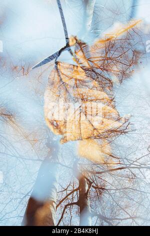 autumnal leaves, close-up, alienation, nature art Stock Photo - Alamy