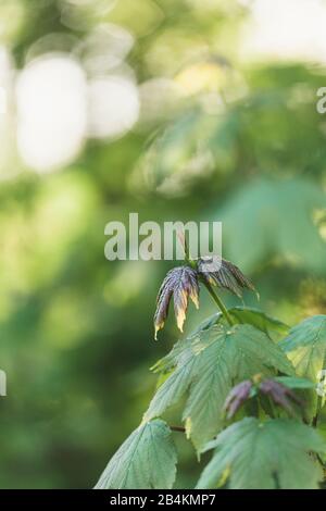 Close up of maple leaves, both freshly fallen and dried out, lying on a ...