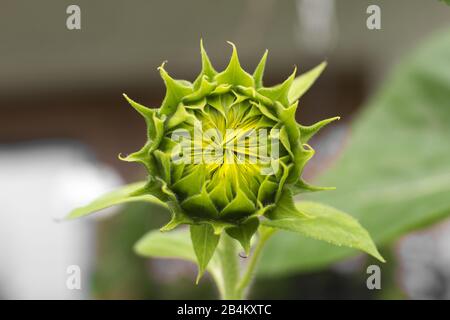 Sunflower closed in the garden Stock Photo - Alamy
