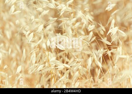common wild oat, avena fatua Stock Photo - Alamy